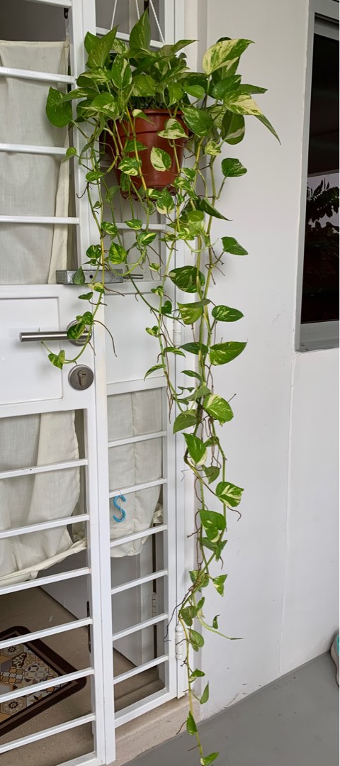 Golden potho, Furniture & Home Living, Gardening, Plants & Seeds on ...