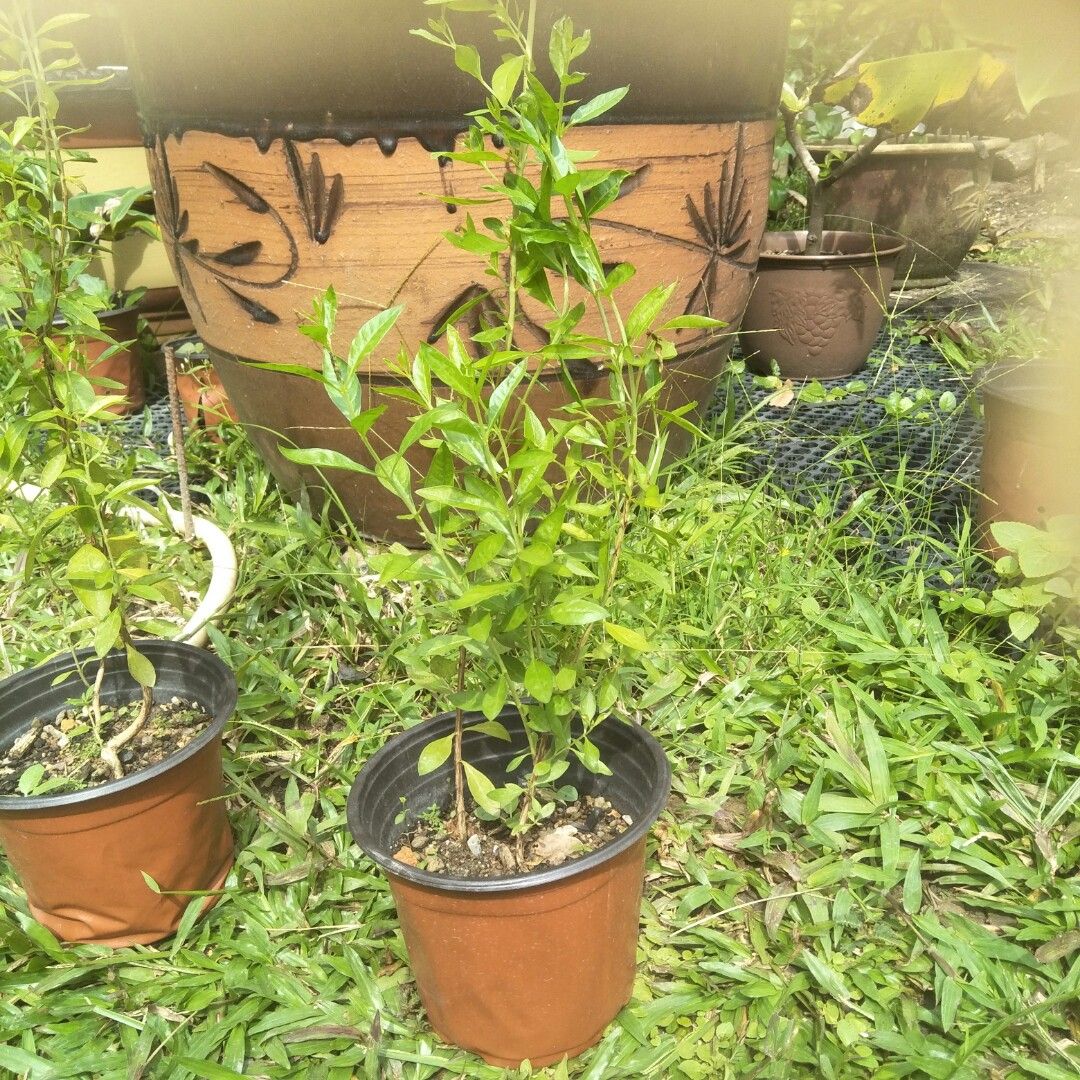 Henna plant aka mehendi or Lawsonia Inermis fragrant flowers, Furniture ...