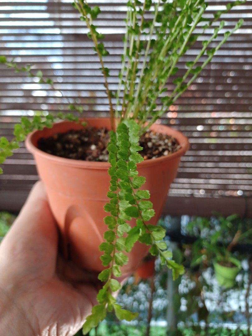 Lemon button fern (Nephrolepis cordifolia "Duffii"), Furniture & Home ...