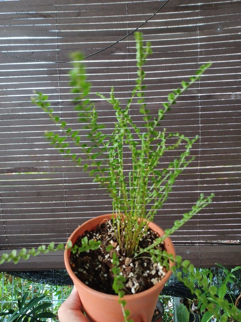 Lemon button fern (Nephrolepis cordifolia "Duffii"), Furniture & Home ...