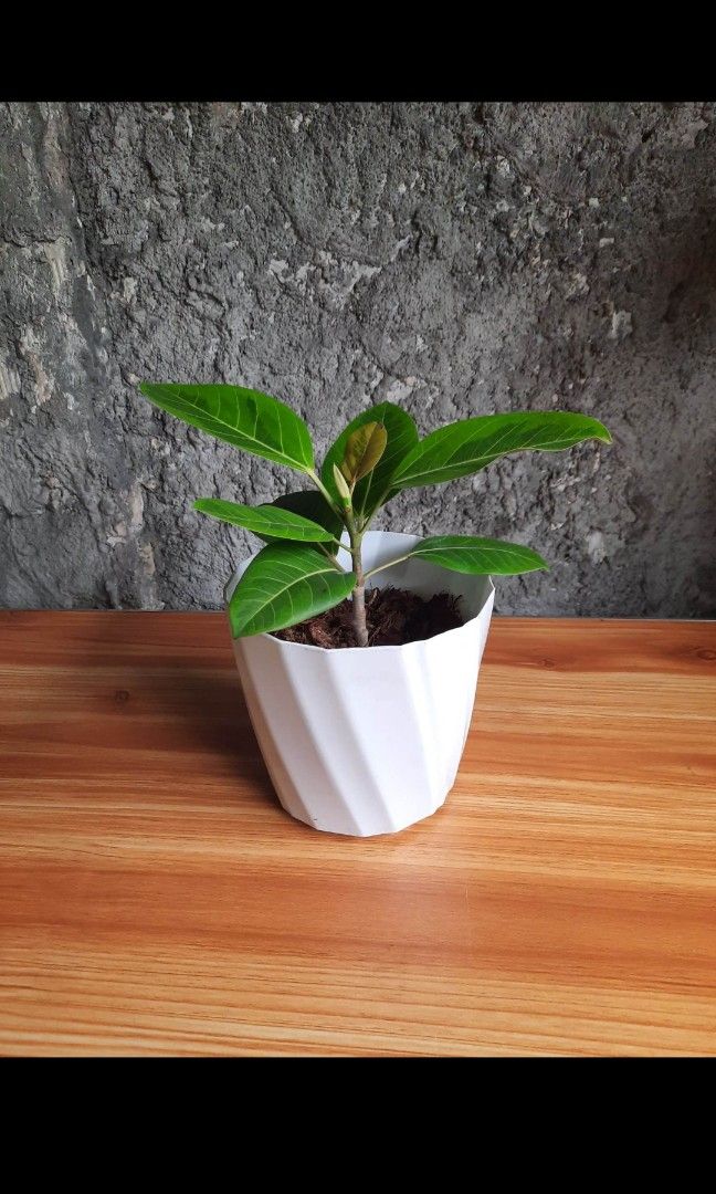 Lemon lime rubber tree on Carousell