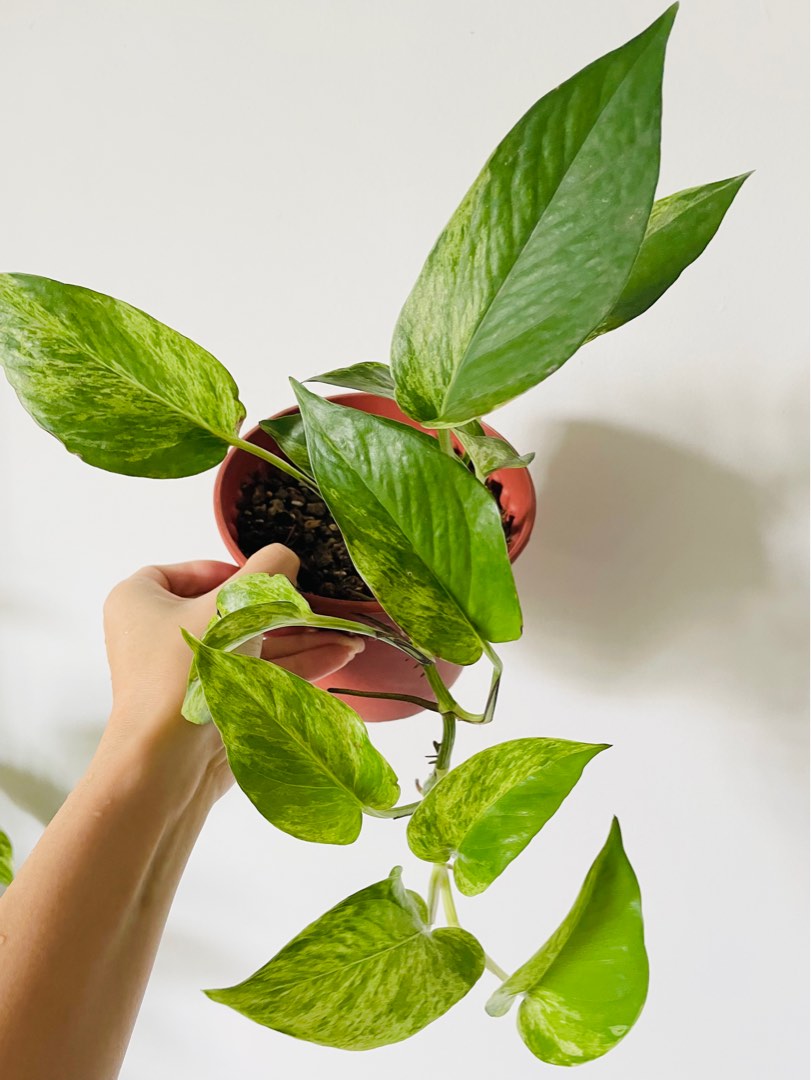 Plant potho , Furniture & Home Living, Gardening, Plants & Seeds on ...