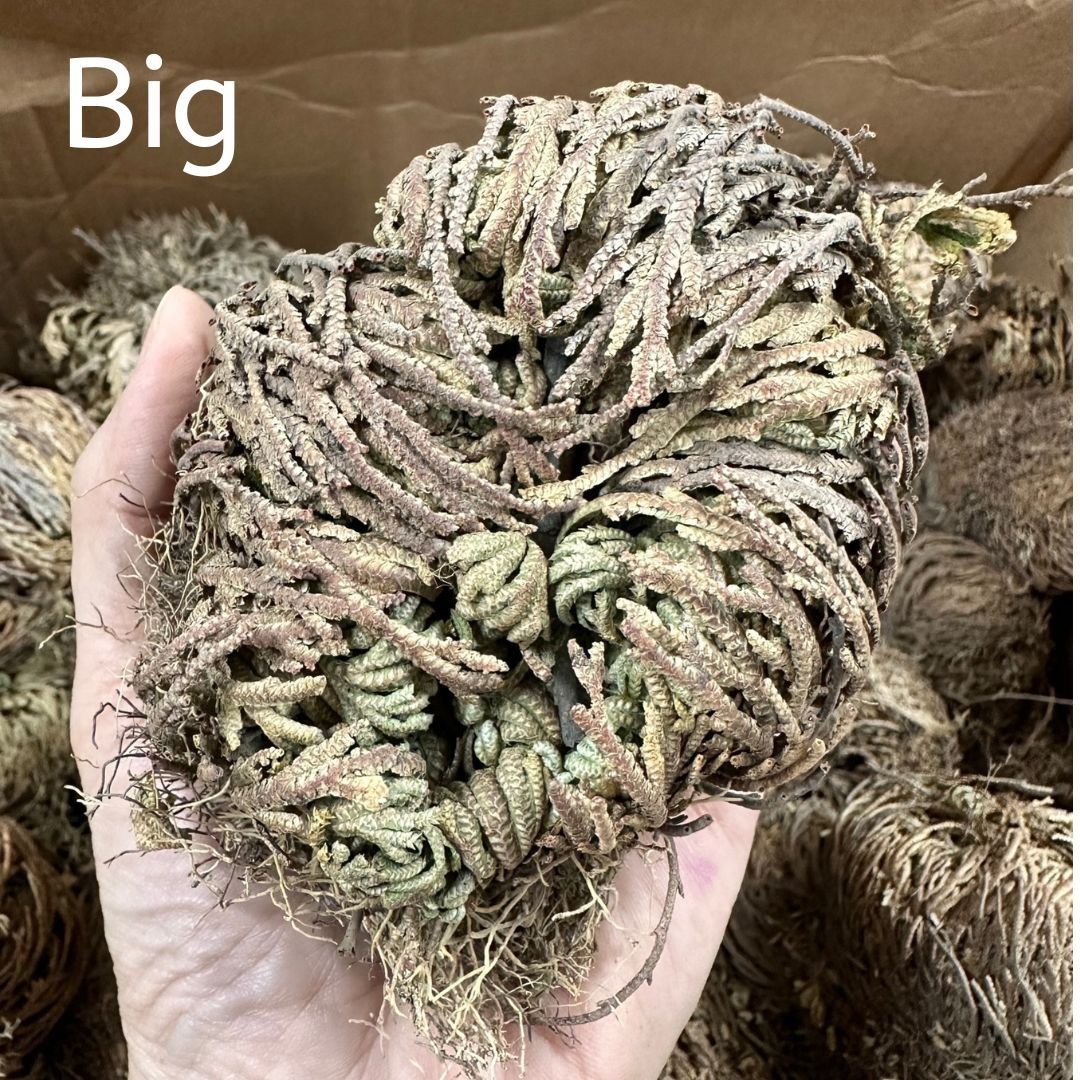 Rose of Jericho Resurrection Flower Bring Good Fortune From Mexico ...