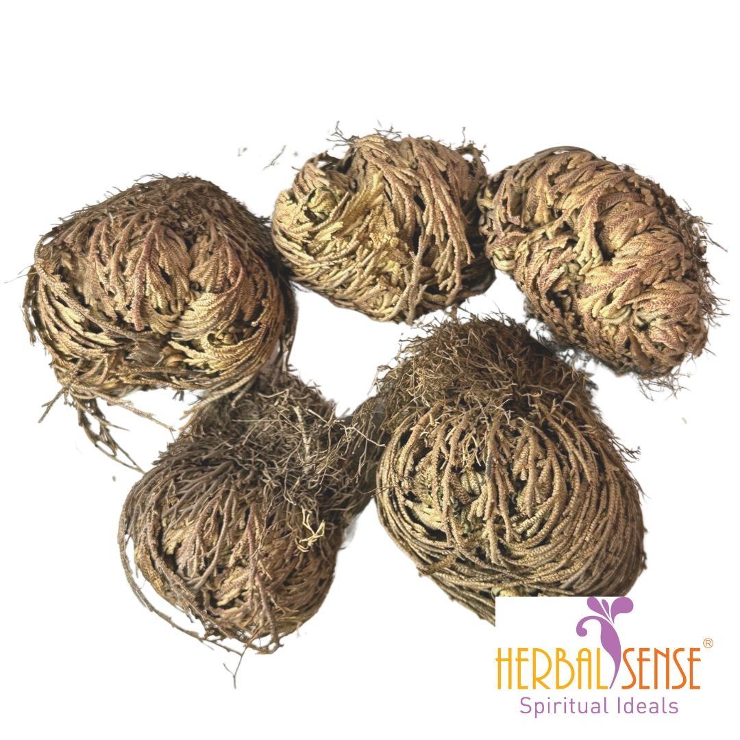 Rose of Jericho Resurrection Flower Bring Good Fortune From Mexico ...