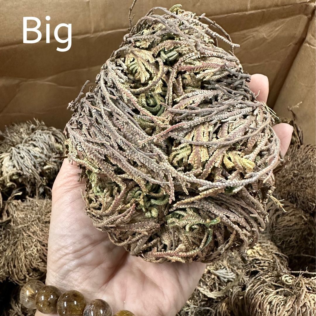 Rose of Jericho Resurrection Flower Bring Good Fortune From Mexico ...