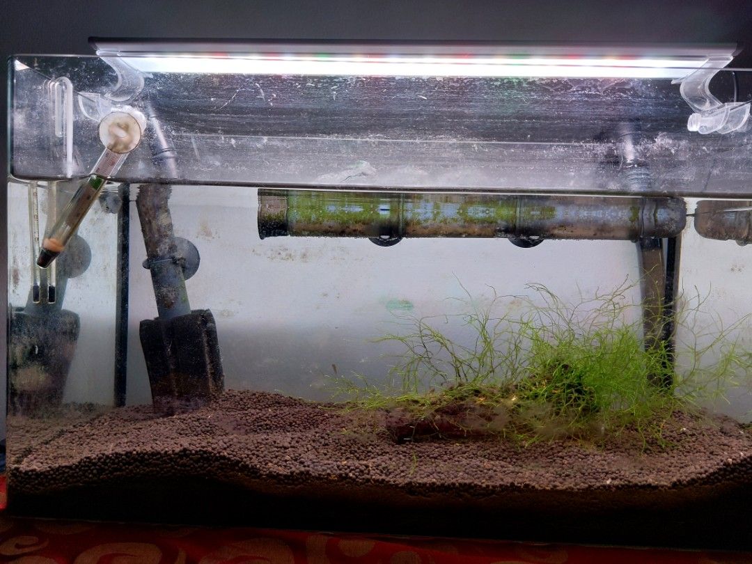 45cm glass fish tank, Pet Supplies, Homes & Other Pet Accessories on ...