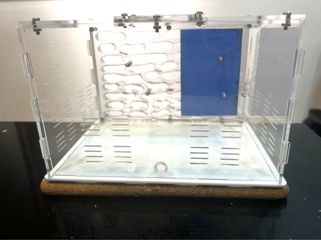 Acrylic formicarium, Pet Supplies, Homes & Other Pet Accessories on ...
