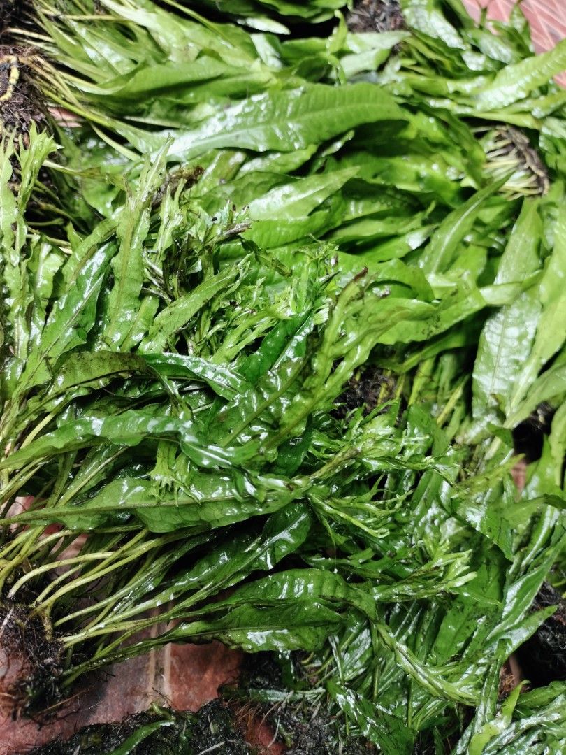 Aquarium plants live aquatic plants epiphytes java ferns anubias on ...