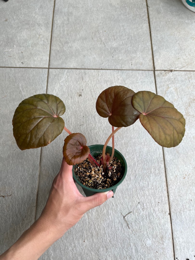 Begonia U497, Furniture & Home Living, Gardening, Plants & Seeds on ...