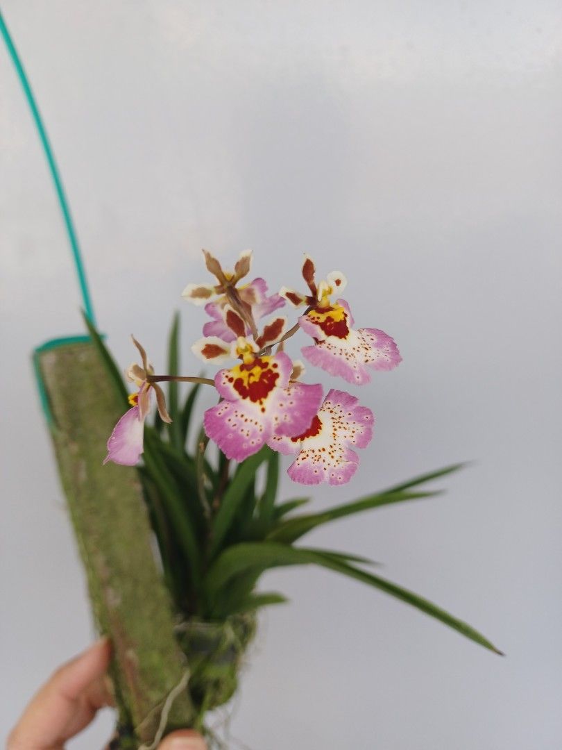 Blooming Orchid plant - Tolumnia Orchid - Mini Orchid - gift - present ...