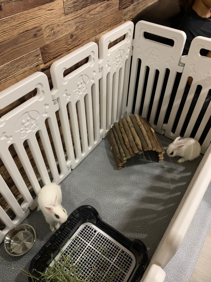 Cage (used fo home rabbits), Pet Supplies, Homes & Other Pet ...