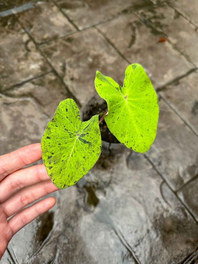 Colocasia Mojito, Furniture & Home Living, Gardening, Plants & Seeds on ...