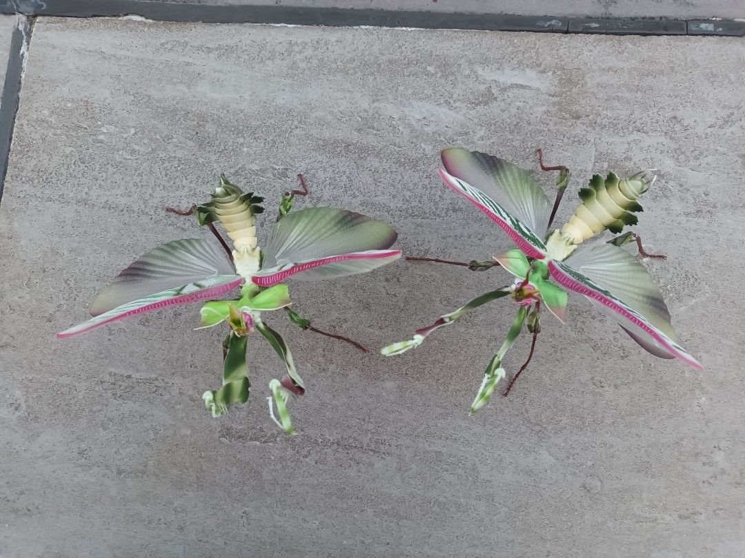 Gashapon Premium Bandai - Devil's Flower Mantis, Hobbies & Toys ...