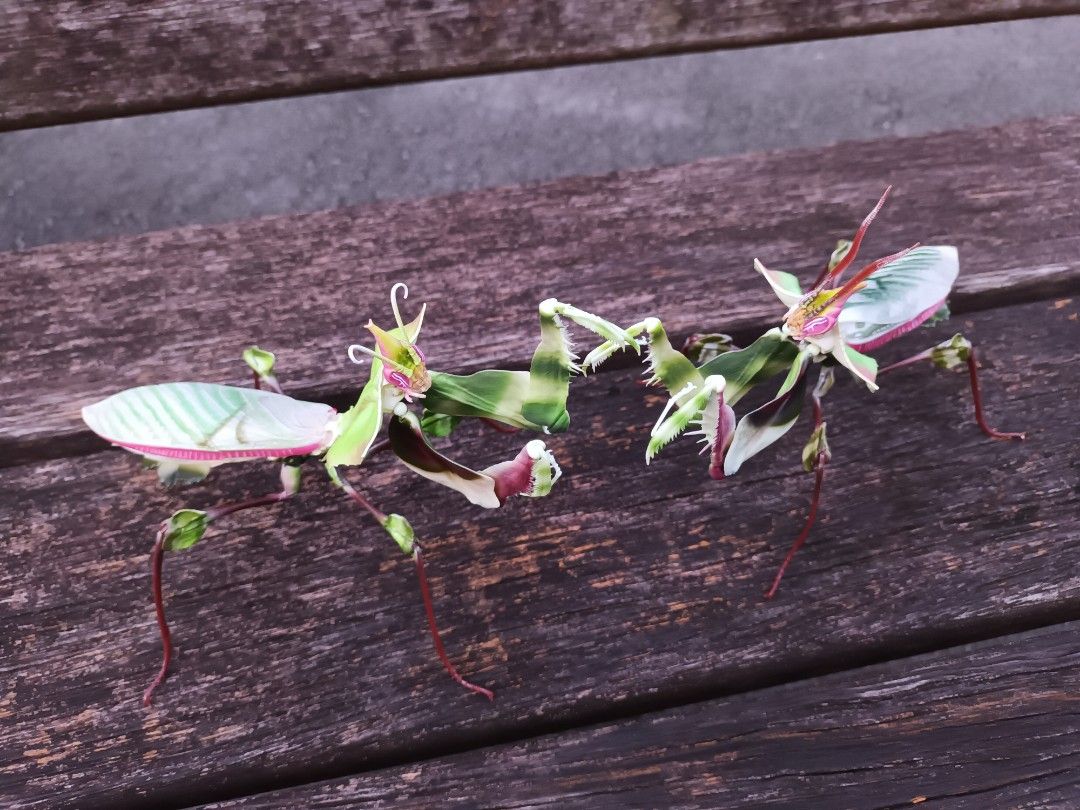 Gashapon Premium Bandai - Devil's Flower Mantis, Hobbies & Toys, Toys ...