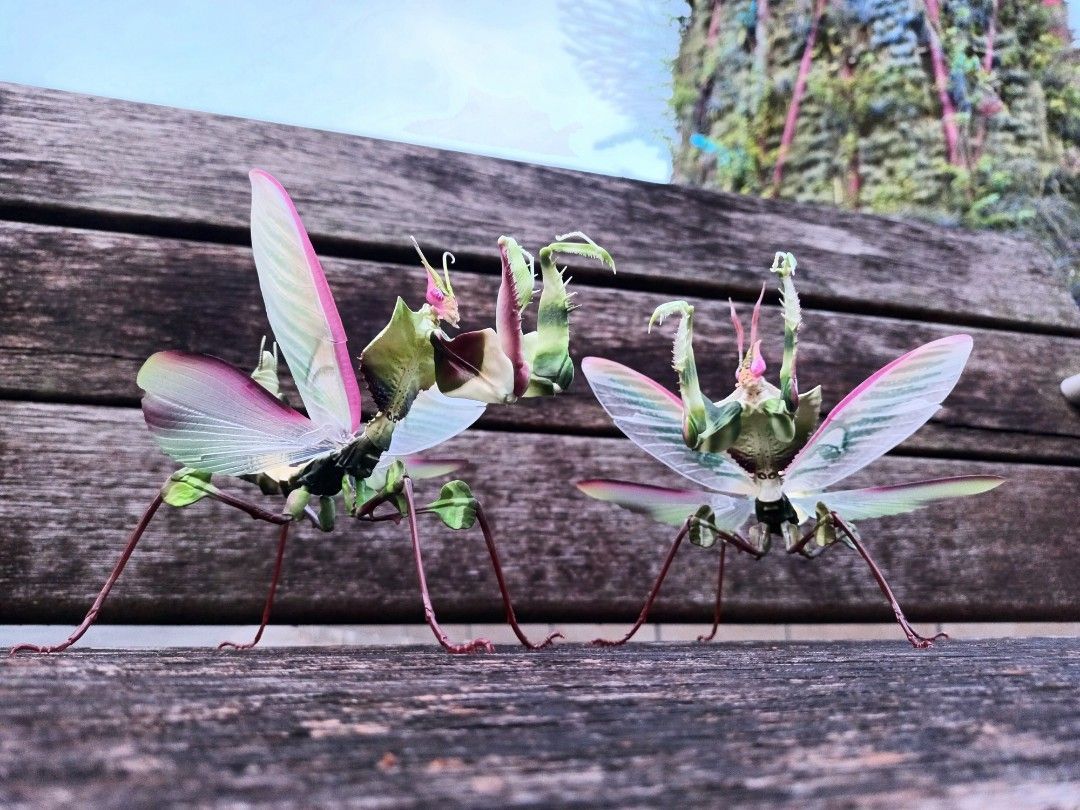 Gashapon Premium Bandai - Devil's Flower Mantis, Hobbies & Toys ...