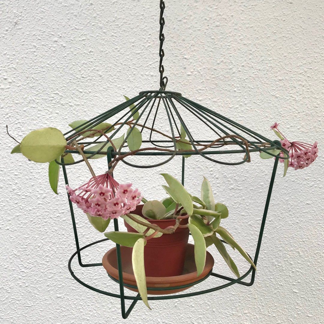 Hoya Carnosa on Bird Cage, Furniture & Home Living, Gardening, Plants ...