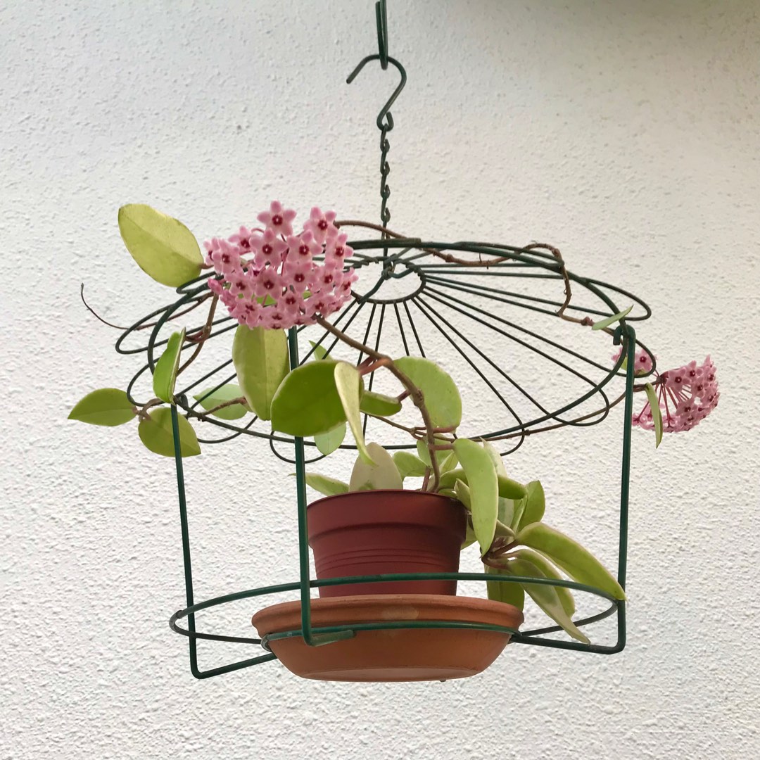 Hoya Carnosa on Bird Cage, Furniture & Home Living, Gardening, Plants ...