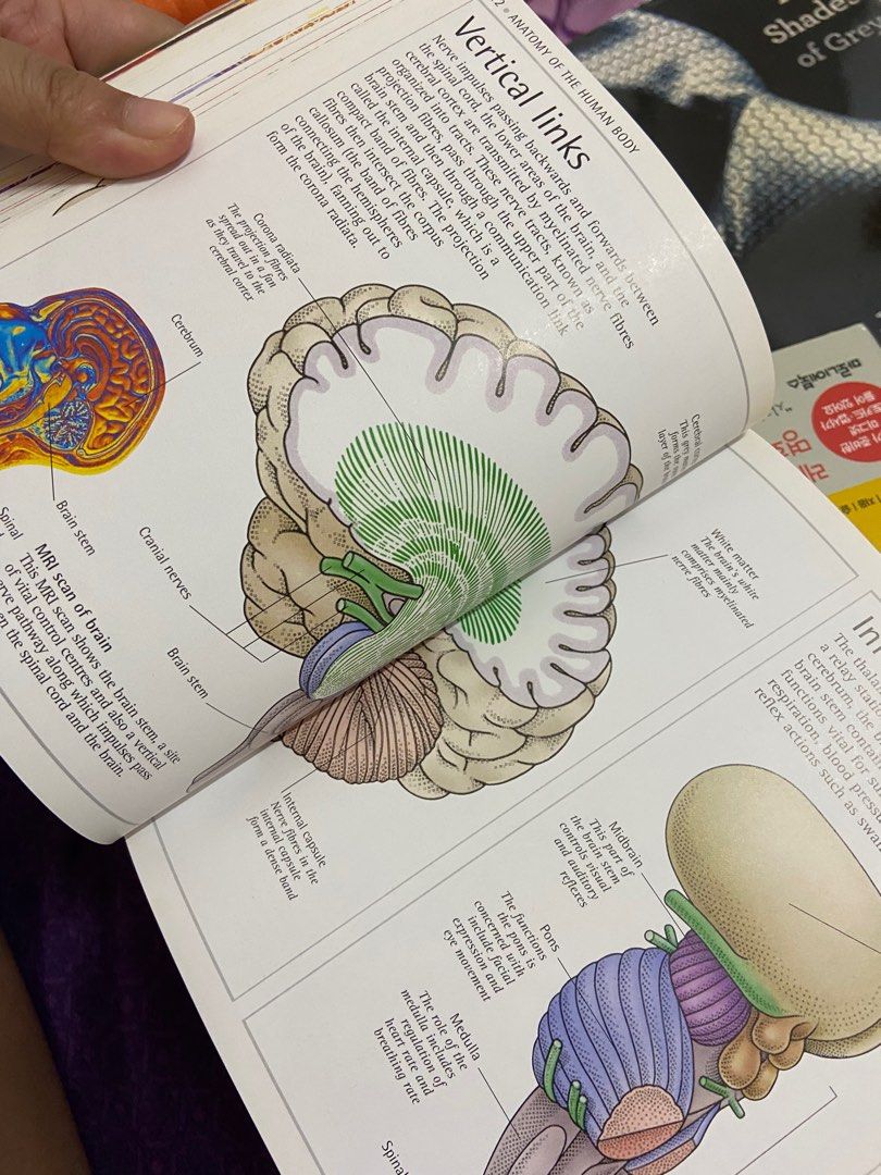 Human body atlas, Hobbies & Toys, Books & Magazines, Textbooks on Carousell