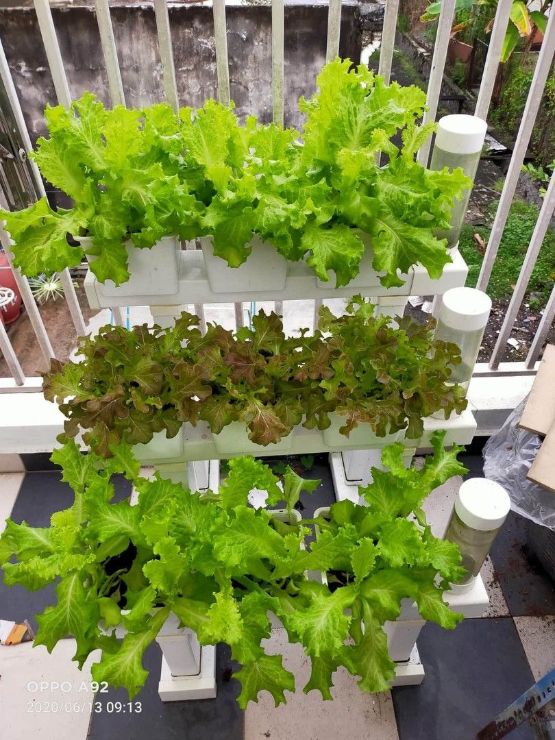 Hybrid Hydrophonic Triple grow set, Furniture & Home Living, Gardening ...