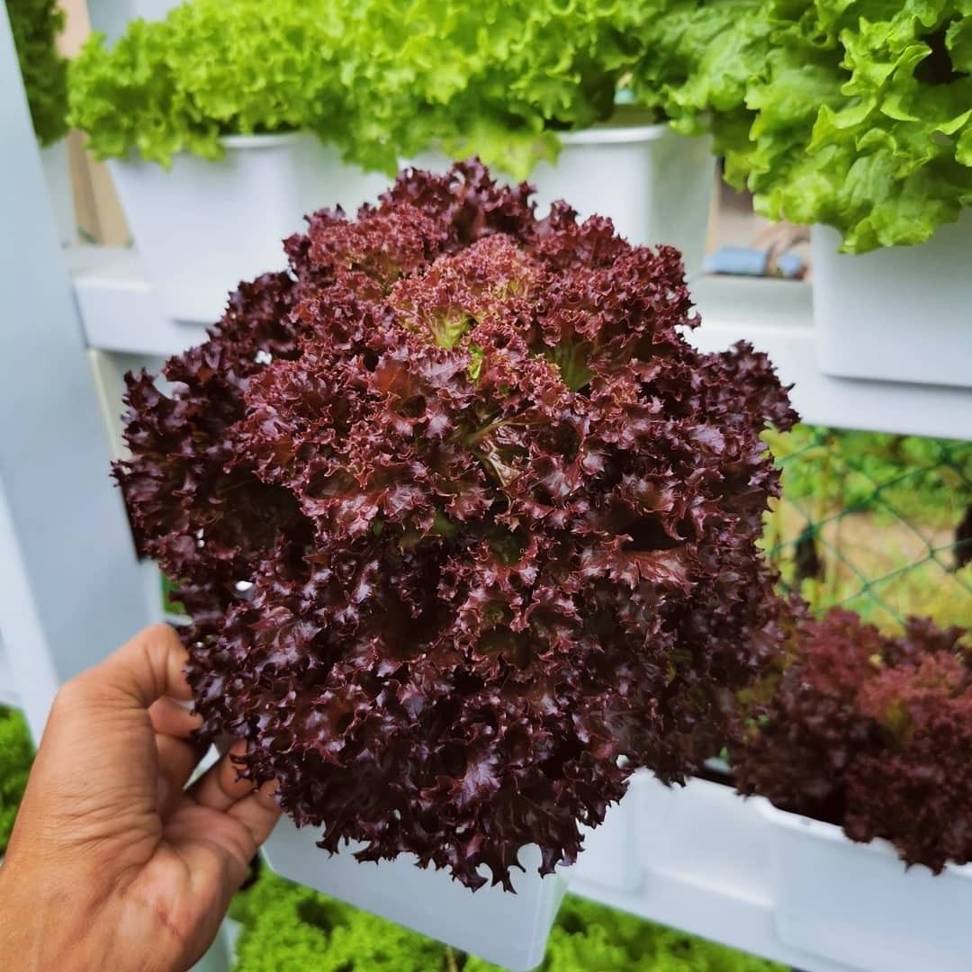 Hybrid Hydrophonic Triple grow set, Furniture & Home Living, Gardening ...