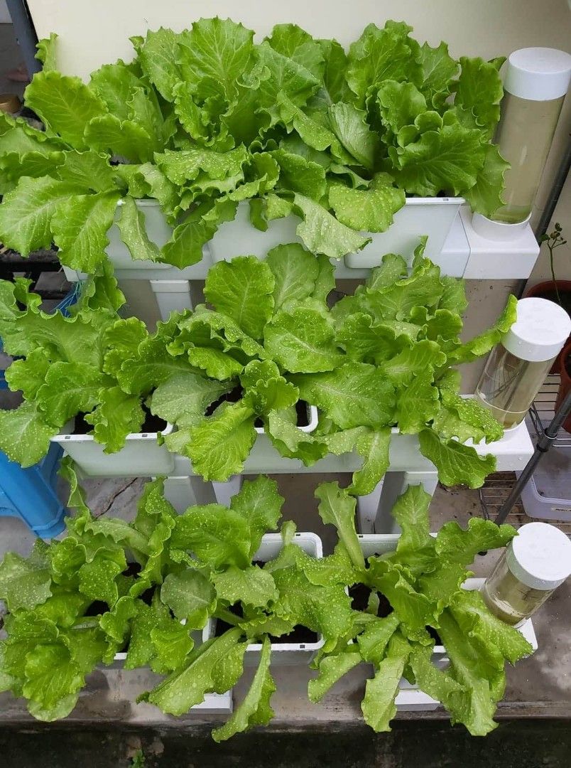 Hybrid Hydrophonic Triple grow set, Furniture & Home Living, Gardening ...