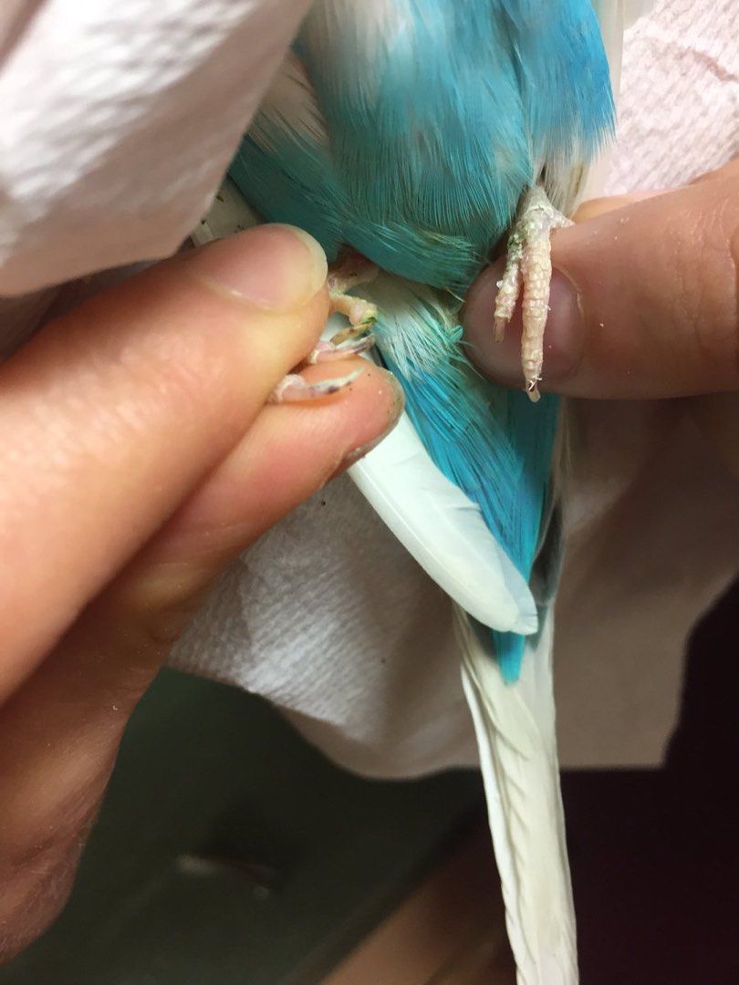I help you trim your bird claws & wings for FREE, Pet Supplies, Health ...