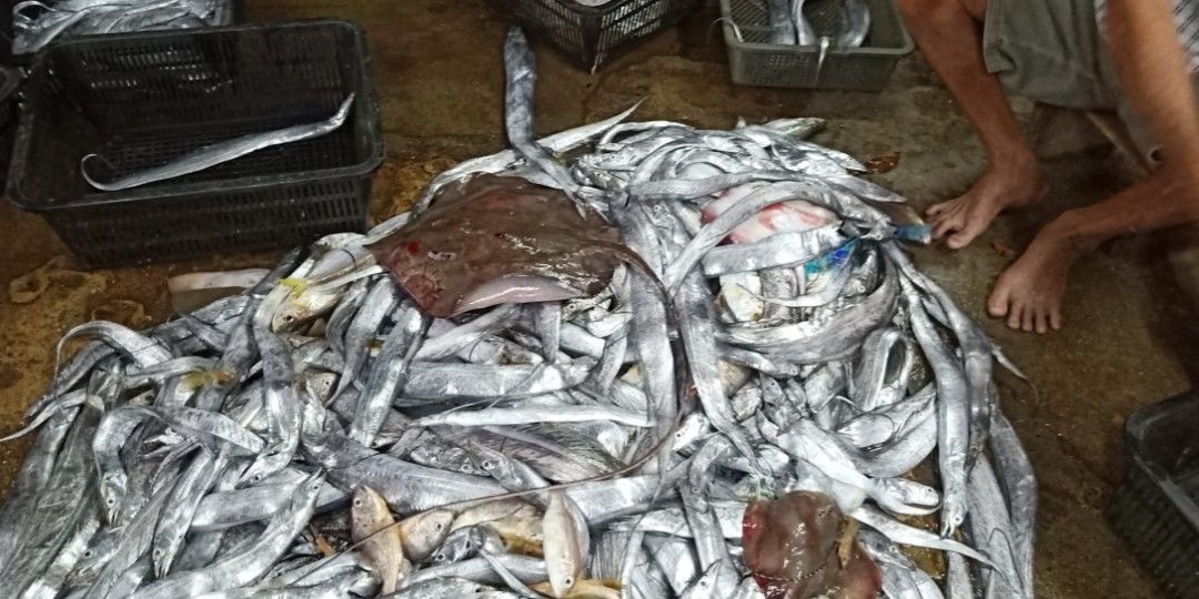 Belt Fish (freshly caught), Food & Drinks, Other Food & Drinks on Carousell