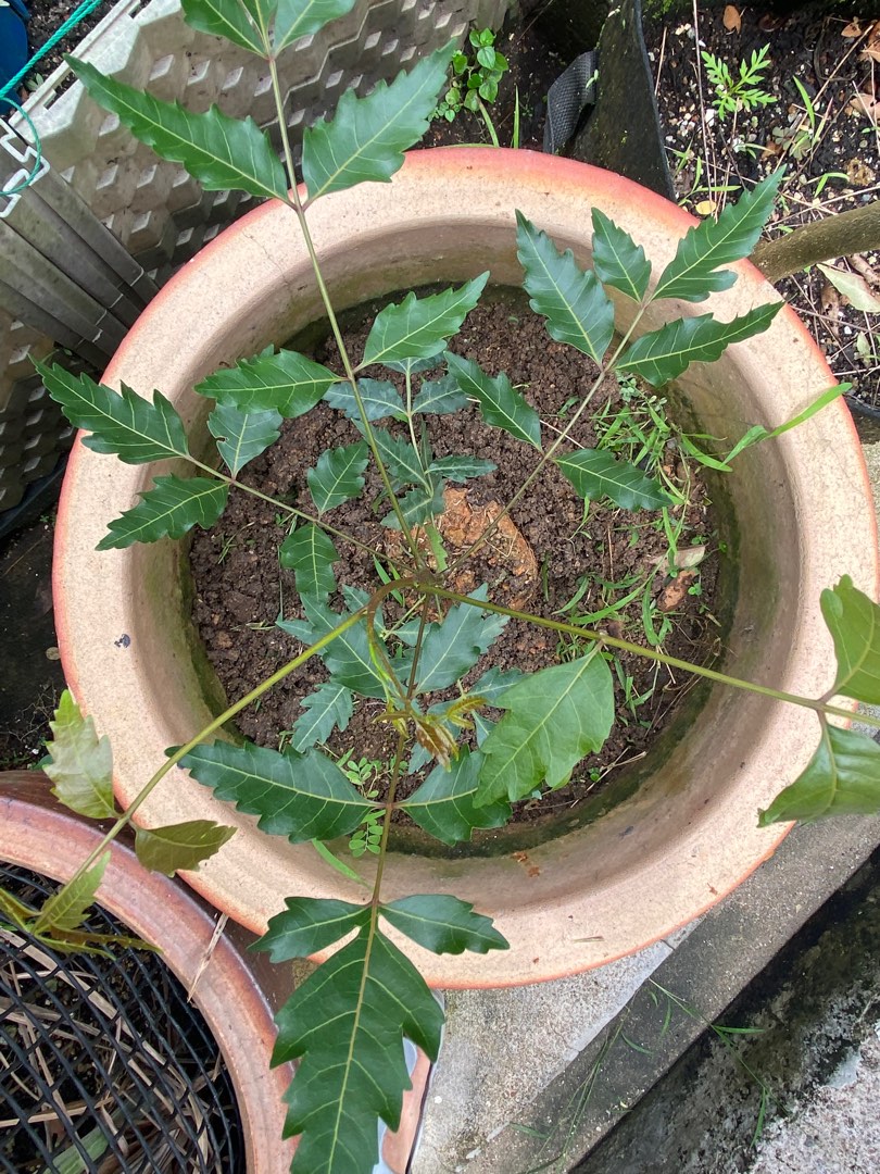 Neem plant in plastic pot, Furniture & Home Living, Gardening, Plants ...