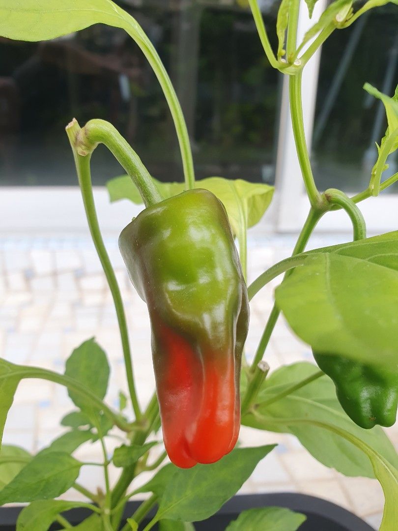 Padron chilli (10+ seeds), Furniture & Home Living, Gardening, Plants ...