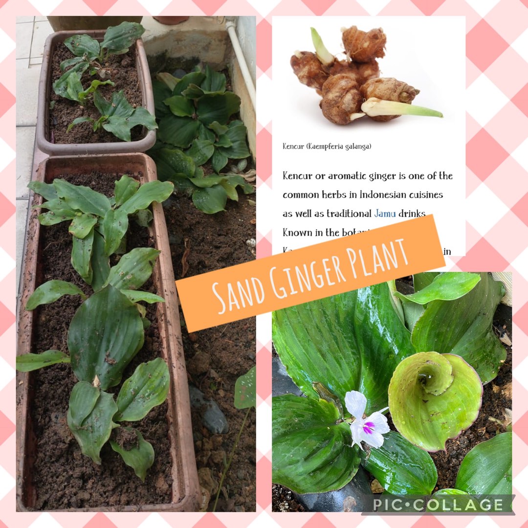 Sand Ginger (Kaempferia galanga), Furniture & Home Living, Gardening ...
