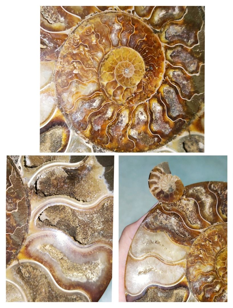 Ammonite with Free Stand, Women's Fashion, Jewelry & Organisers ...