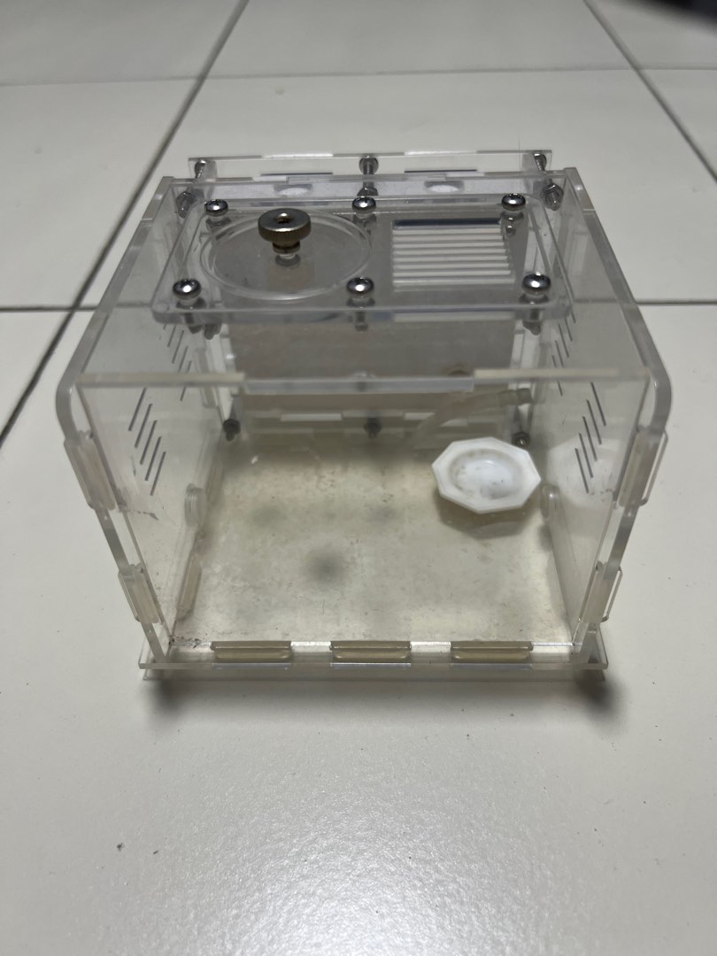 Clay ant formicarium, Pet Supplies, Homes & Other Pet Accessories on ...