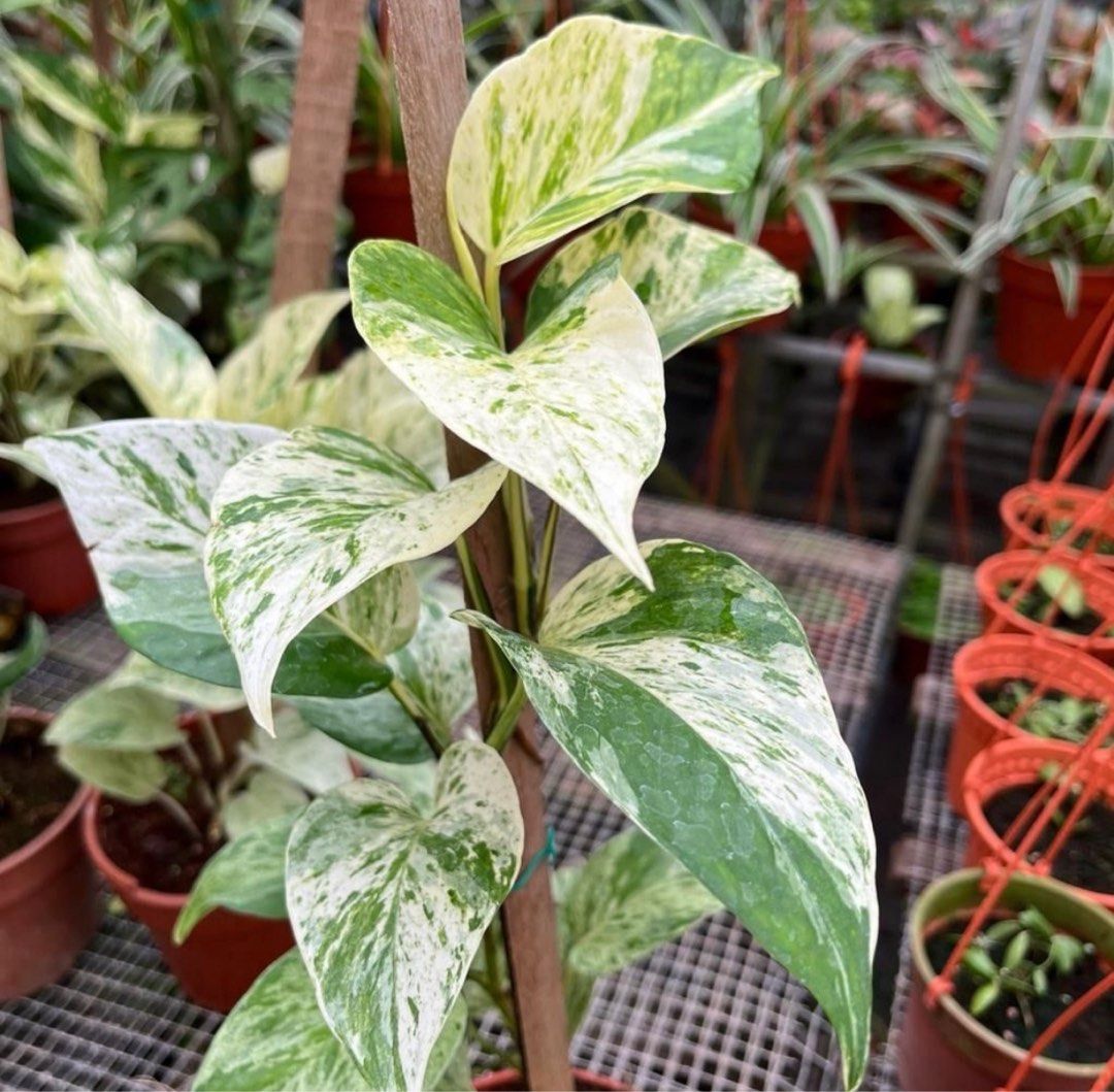 Epipremnum Pinnatum 'Marble Queen' (0.25m), Furniture & Home Living ...