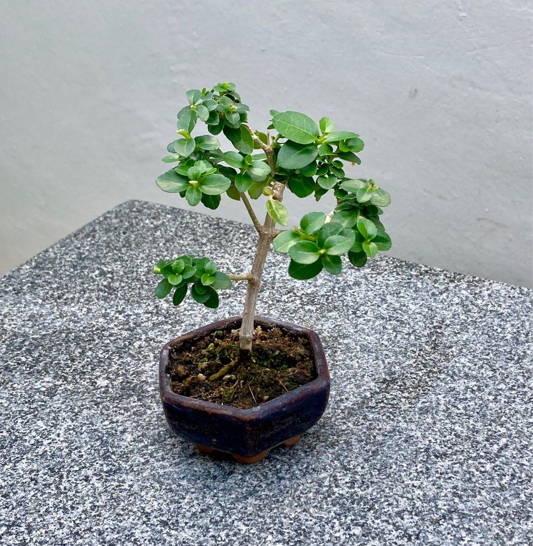 Mini Bonsai Premna Microphylla Premna Bonsai in Round Chinese Glazed ...