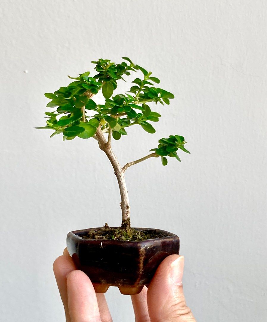 Mini Bonsai Premna Microphylla Premna Bonsai in Round Chinese Glazed ...