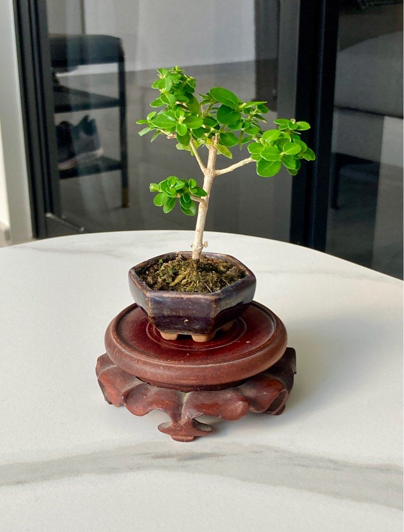 Mini Bonsai Premna Microphylla Premna Bonsai in Round Chinese Glazed ...
