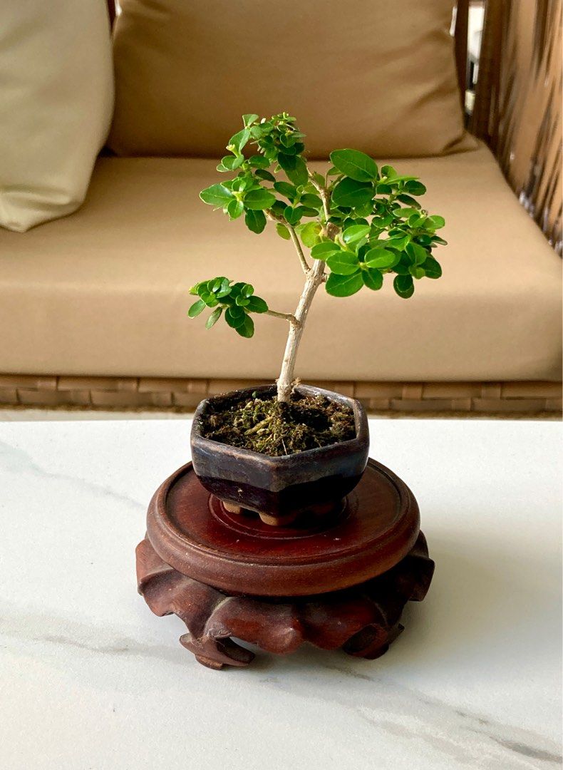 Mini Bonsai Premna Microphylla Premna Bonsai in Round Chinese Glazed ...