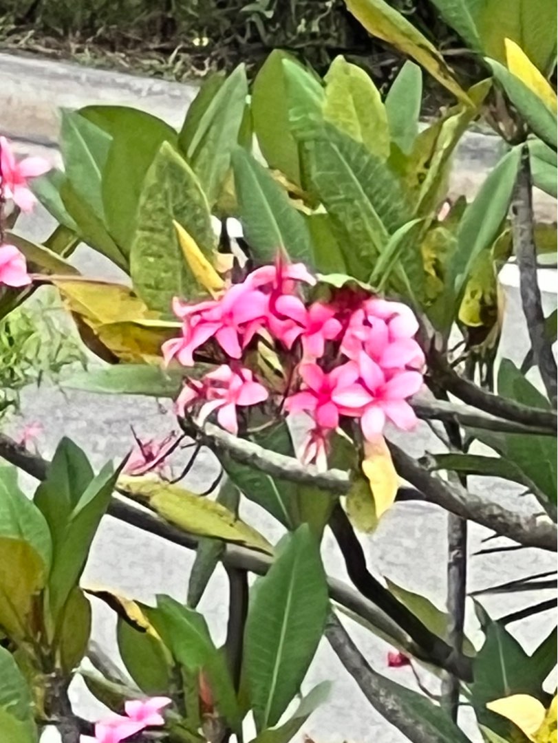 Mixed light/ dark pink frangipani 3ft 2-branch, Furniture & Home Living, Gardening, Plants ...