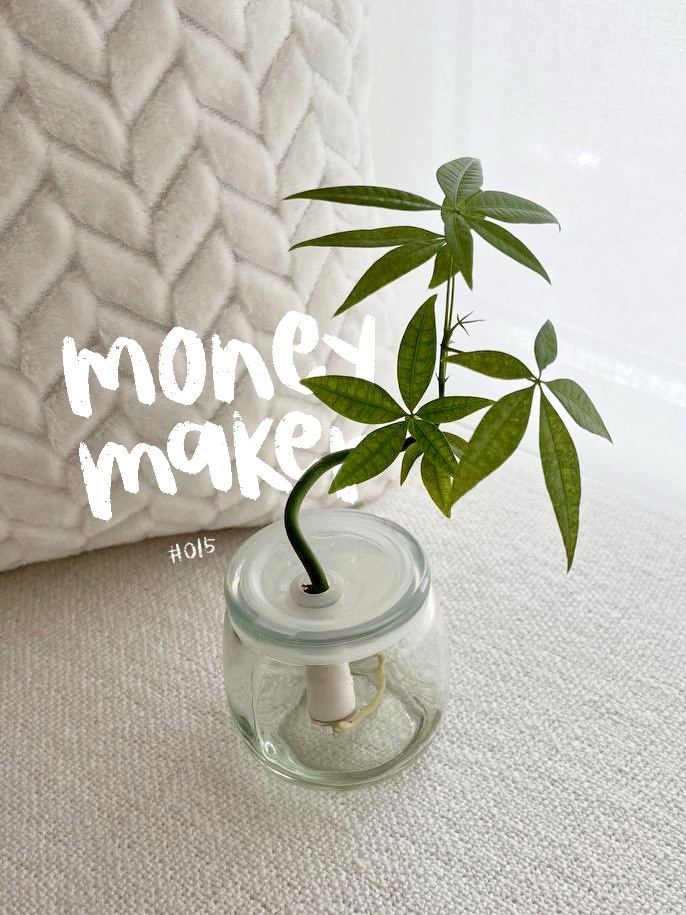 Money Maker 015 / Pachira Macrocarpa / Table Top Trees, Furniture ...
