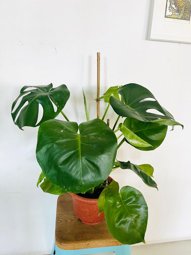 Monstera Deliciosa - 60cm height - classic WFH indoor plant, Furniture ...