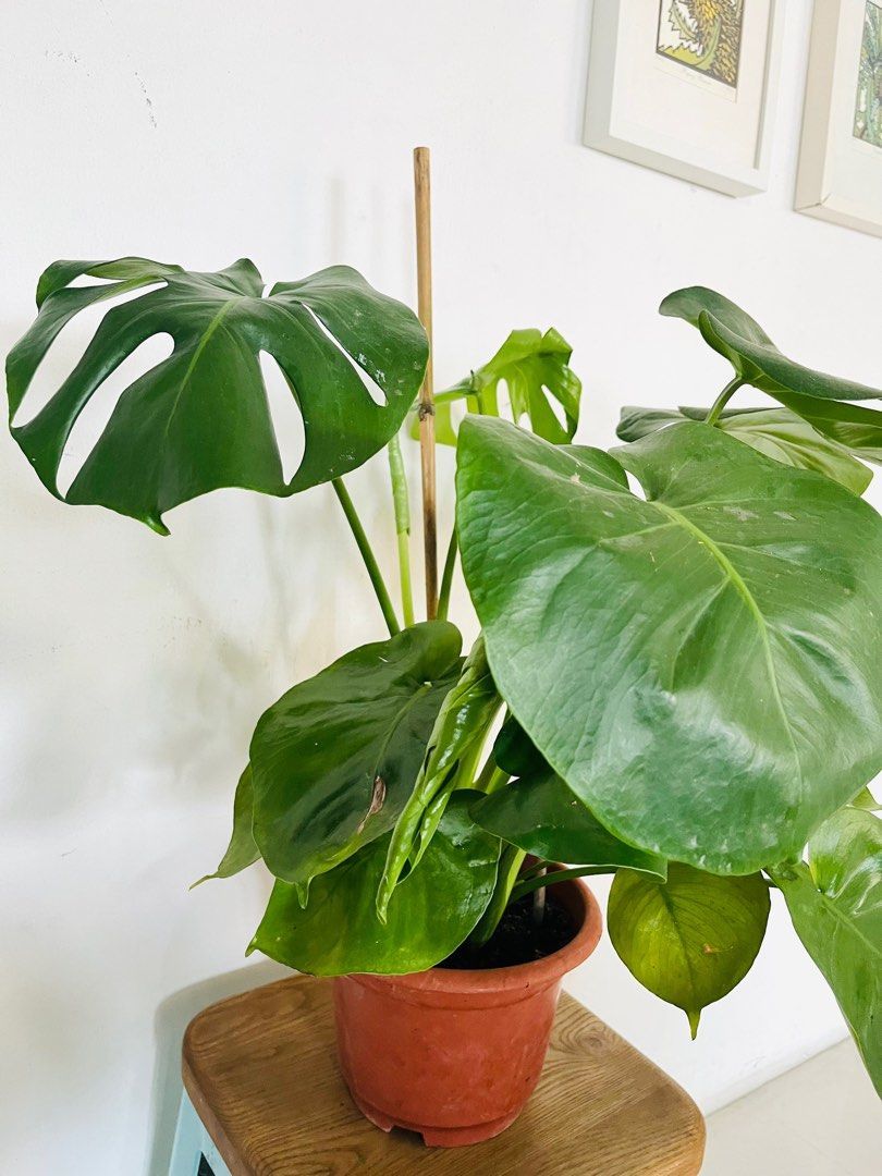 Monstera Deliciosa - 60cm height - classic WFH indoor plant, Furniture ...