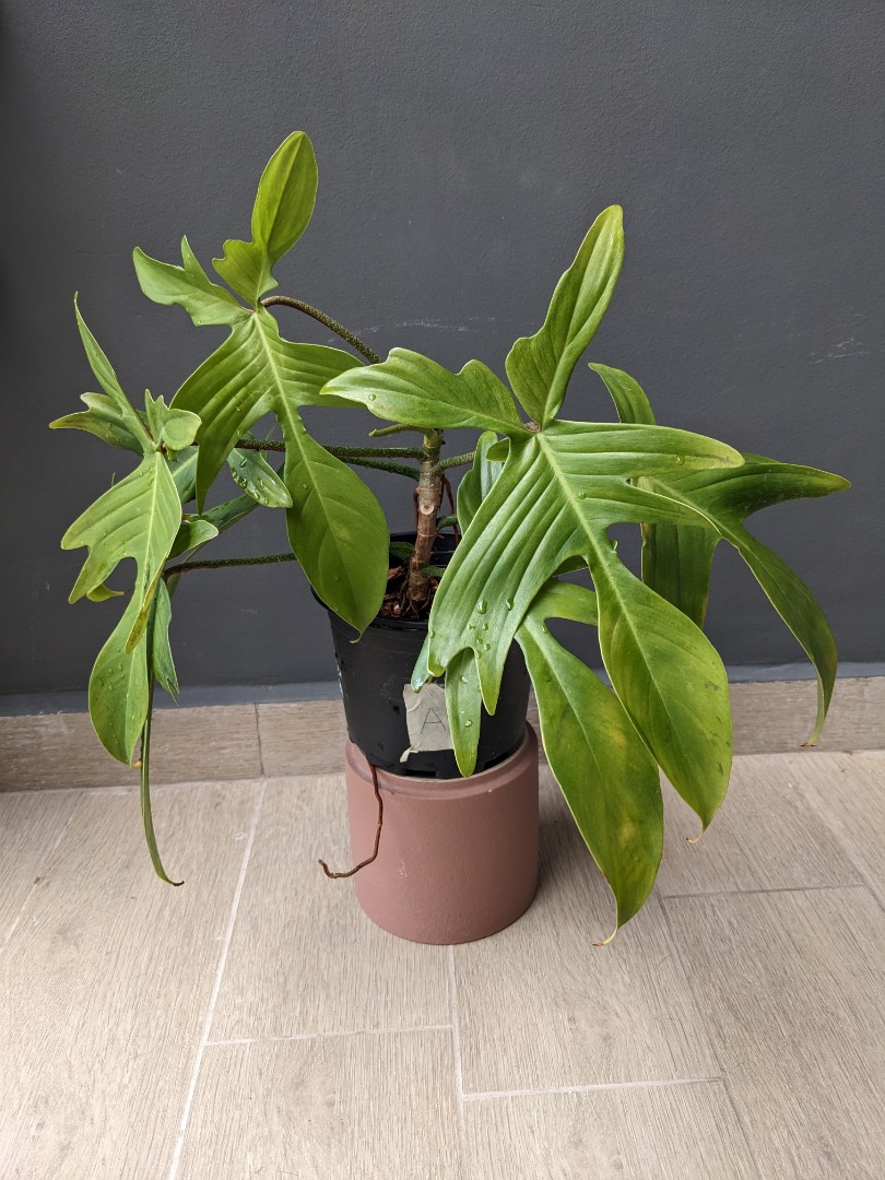 Philodendron Florida Ghost Variegated, Furniture & Home Living ...