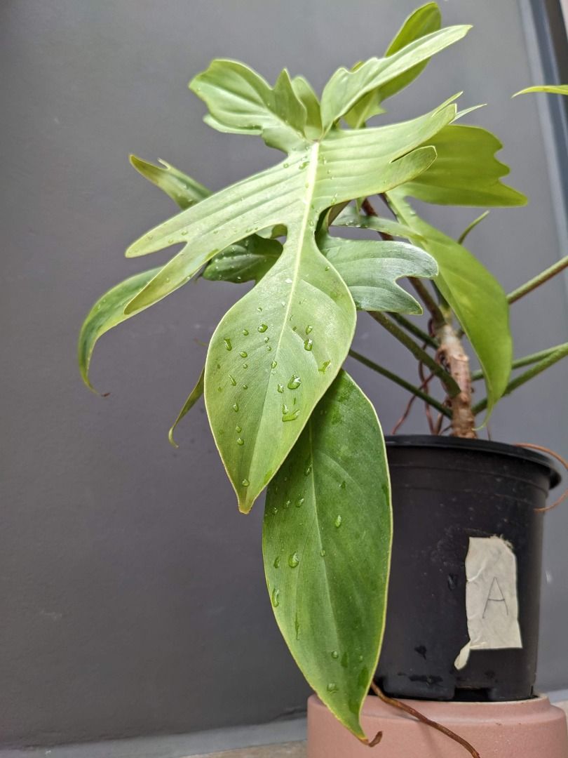 Philodendron Florida Ghost Variegated, Furniture & Home Living ...