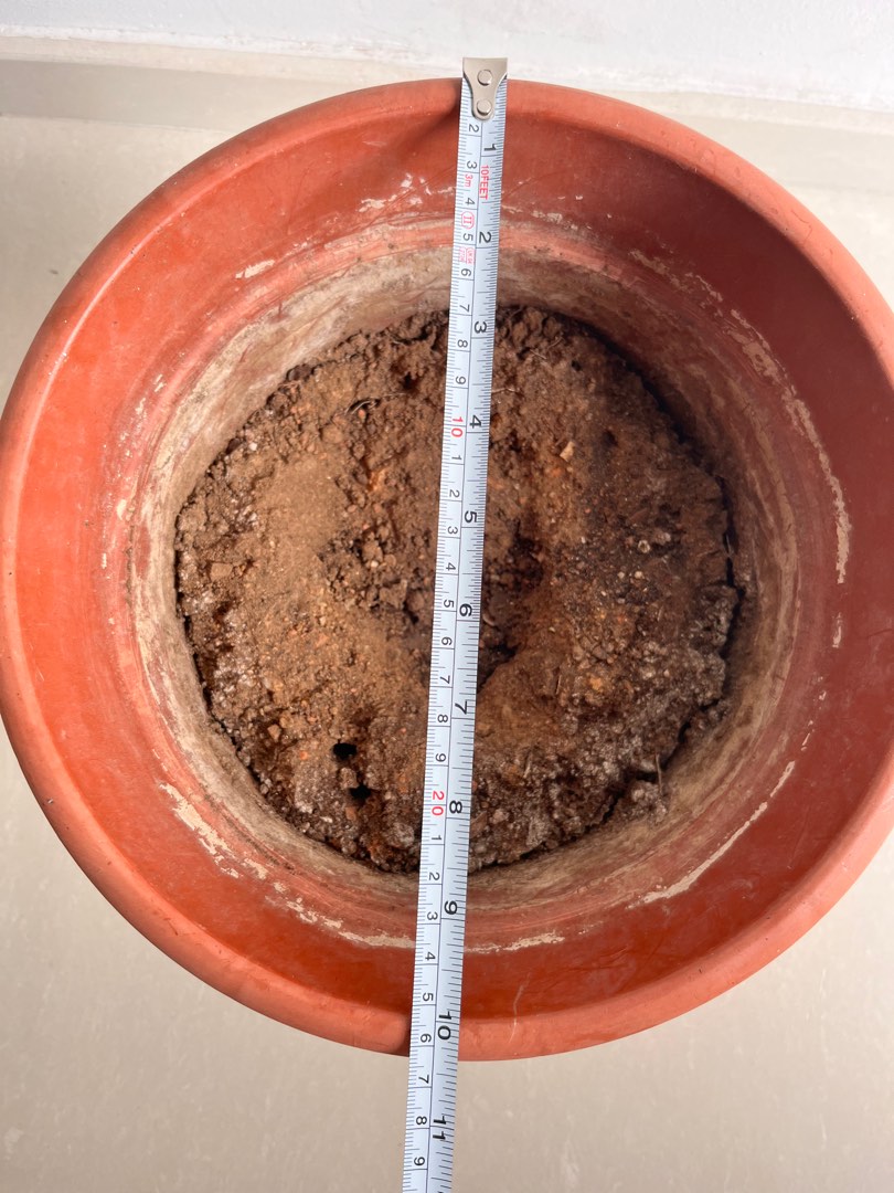 planting pot with soil, Furniture & Home Living, Gardening, Pots ...