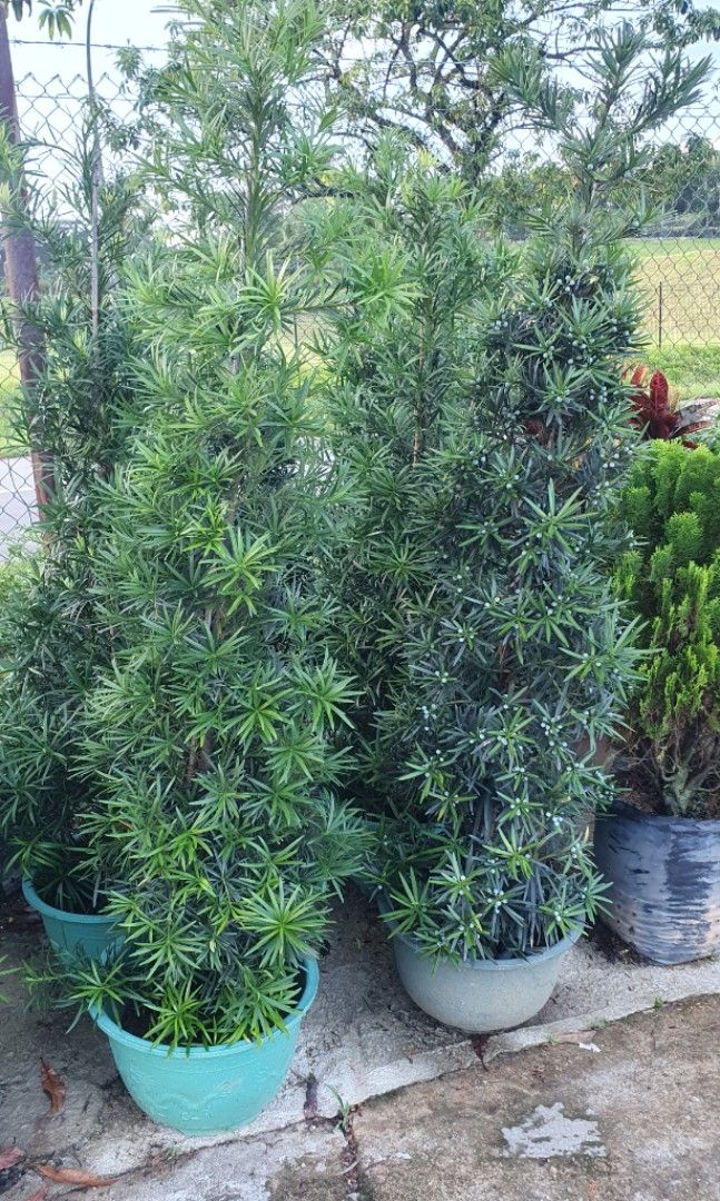Podocarpus macrophyllus Cone (5.5-6ft), Furniture & Home Living ...