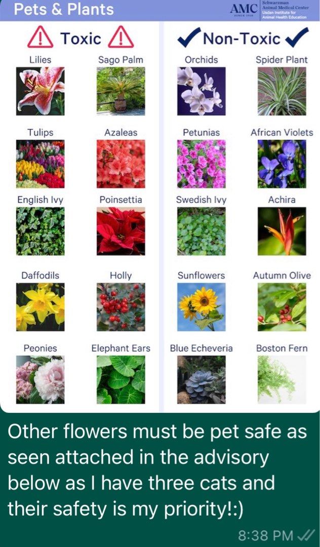 SANRIO Pochacco plush dried baby breaths Graduation Anniversary ...