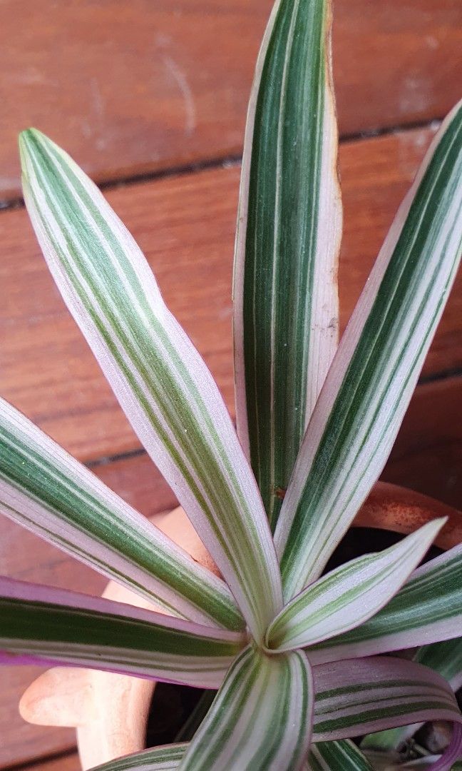 Tradescantia Rhoeo (Rhoeo Discolor) indoor / outdoor plant, Furniture ...