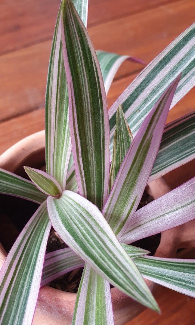 Tradescantia Rhoeo (Rhoeo Discolor) indoor / outdoor plant, Furniture ...