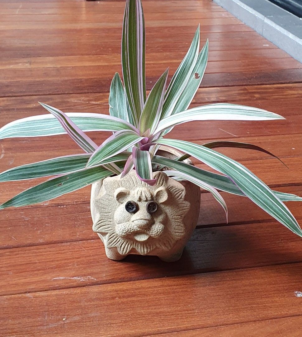 Tradescantia Rhoeo (Rhoeo Discolor) indoor / outdoor plant, Furniture ...