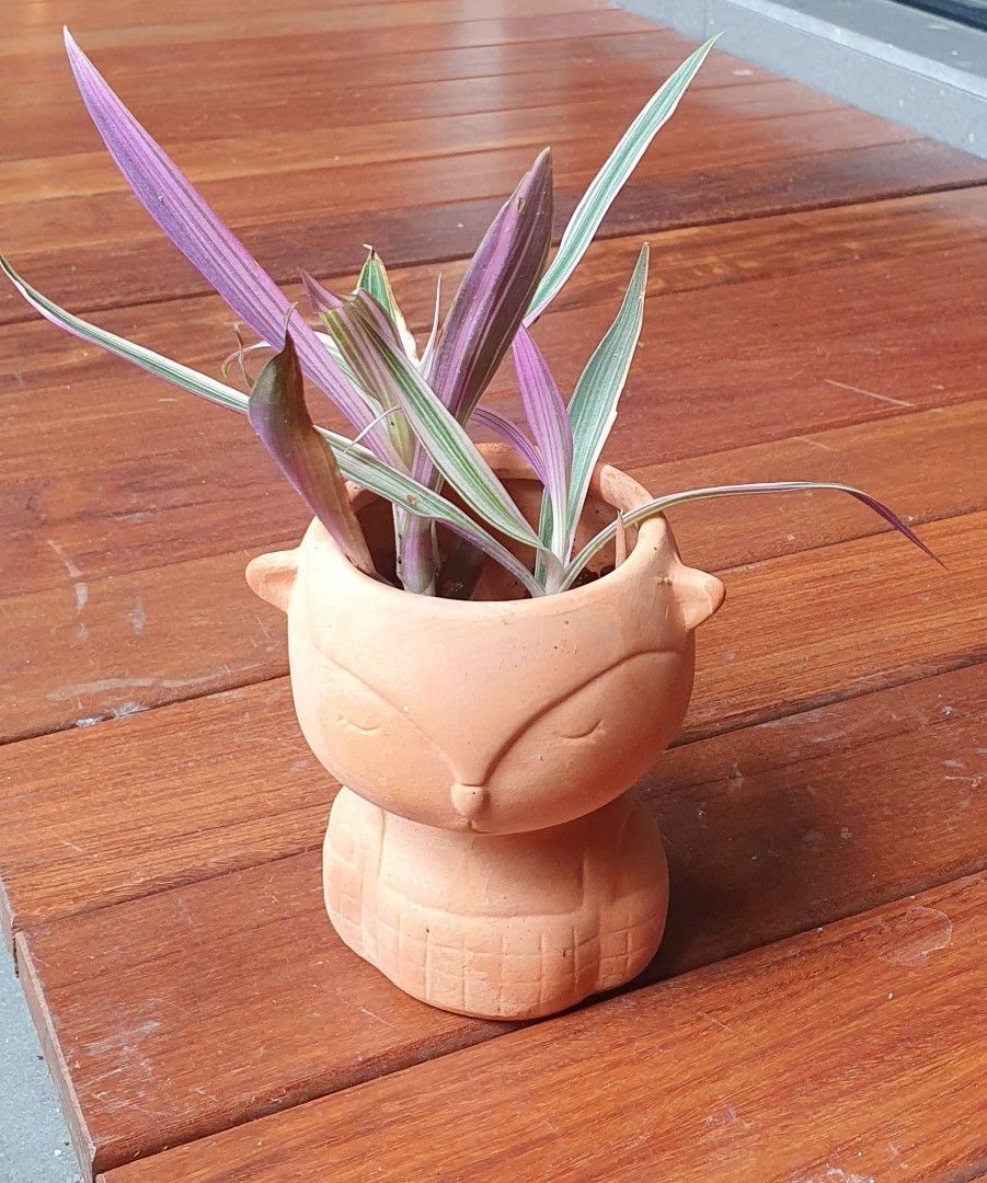 Tradescantia Rhoeo (Rhoeo Discolor) indoor / outdoor plant, Furniture ...